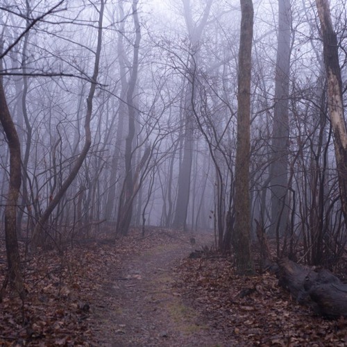 Stream Cold, Wet and Windy Forest [D100 w/SASS] by Acoustic Nature ...