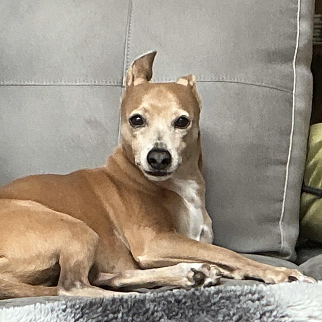 Stream DUSTTALE HARD MODE THE MURDER by midi man | Listen online for ...