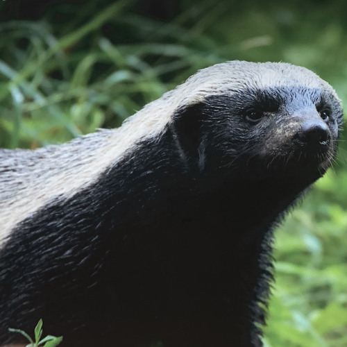 Stream A Honey Badger Poem by Callum Roberts and Calzie Studio | Listen ...