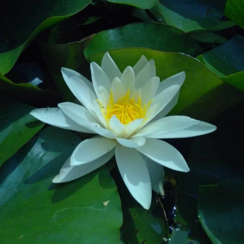 Stream Loving Kindness meditation with Ethan Pollock by The Sharpham ...