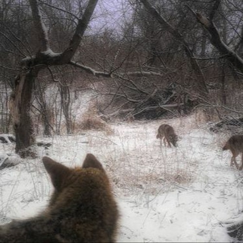 Stream i am a drug addict except for the drug part i dont do drugs by ...