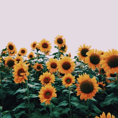 Stream Annabelle Salters | Listen to Originals playlist online for free ...