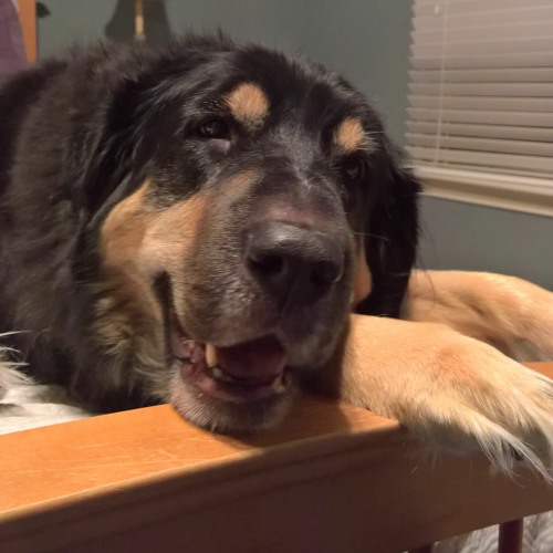 Stream Brantley Allen | Listen to Jazz Bass playlist online for free on ...