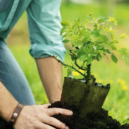 Stream “Эх дэлхийдээ хүчилтөрөгч бэлэглэе” уриан дор мод тарилаа by ...