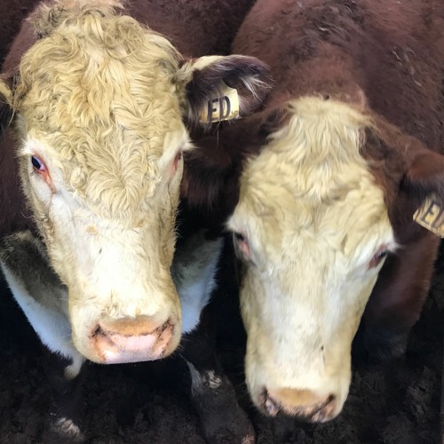 Stream Slow release bioactive to reduce methane emissions by Libby ...