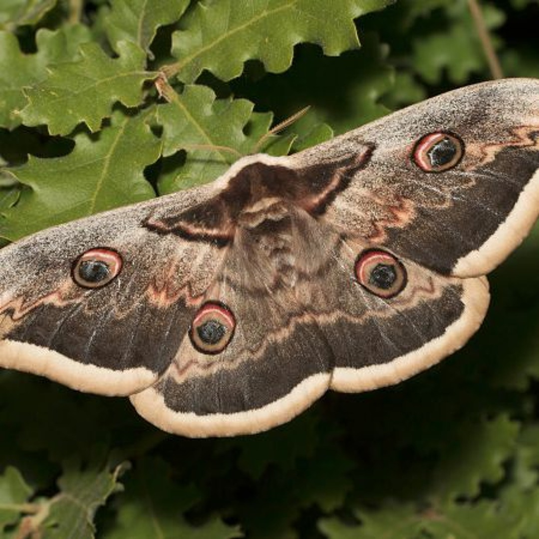 Stream Saturnia Pyri (ZX Spectrum Chiptune) by X-agon | Listen online ...