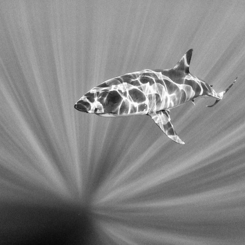 Stream Deep Liquid by Alex Dubwise | Listen online for free on SoundCloud