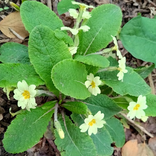 Stream Mr Kirby | Listen to The Tenth Collection playlist online for ...