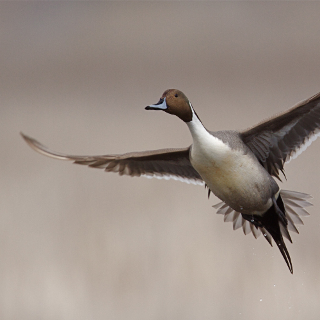 Stream 2025 Nevada Waterfowl Forecast by The Nevada Department of ...