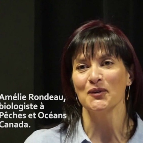 Stream ENTREVUE PÊCHE - COMITÉ CONSULTATIF CRABE AMÉLIE RONDEAU 26 - 02 ...