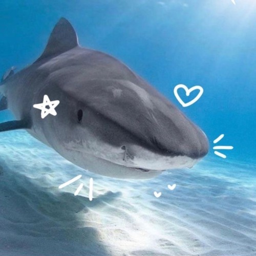 Stream ♡ Ashley ♡ | Listen to Silly shark core! :3 playlist online for ...