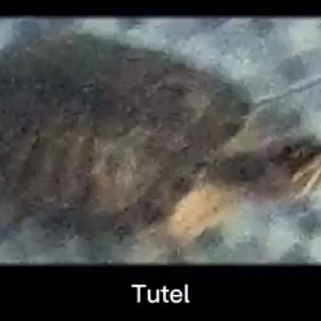 Tutel Microsoft Launches Tutel, An AI Open Source MoE Library For