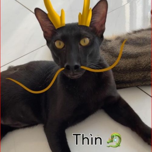 Stream TÌNH TA HAI NGÃ TÌNH TA HAI NGÃ REMIX - AKI KHOA ( LIN ANUBIS REMIX ) Tại Sao Anh Còn ...