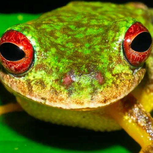 Stream im bill dipperly by ︎baba | Listen online for free on SoundCloud