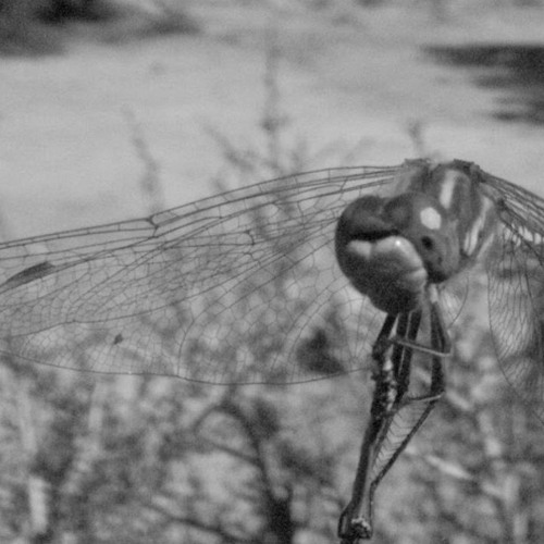 Stream SLOW EROSION W/ STEVEN LEAR 120424 by NTS 2024-2025 | Listen ...