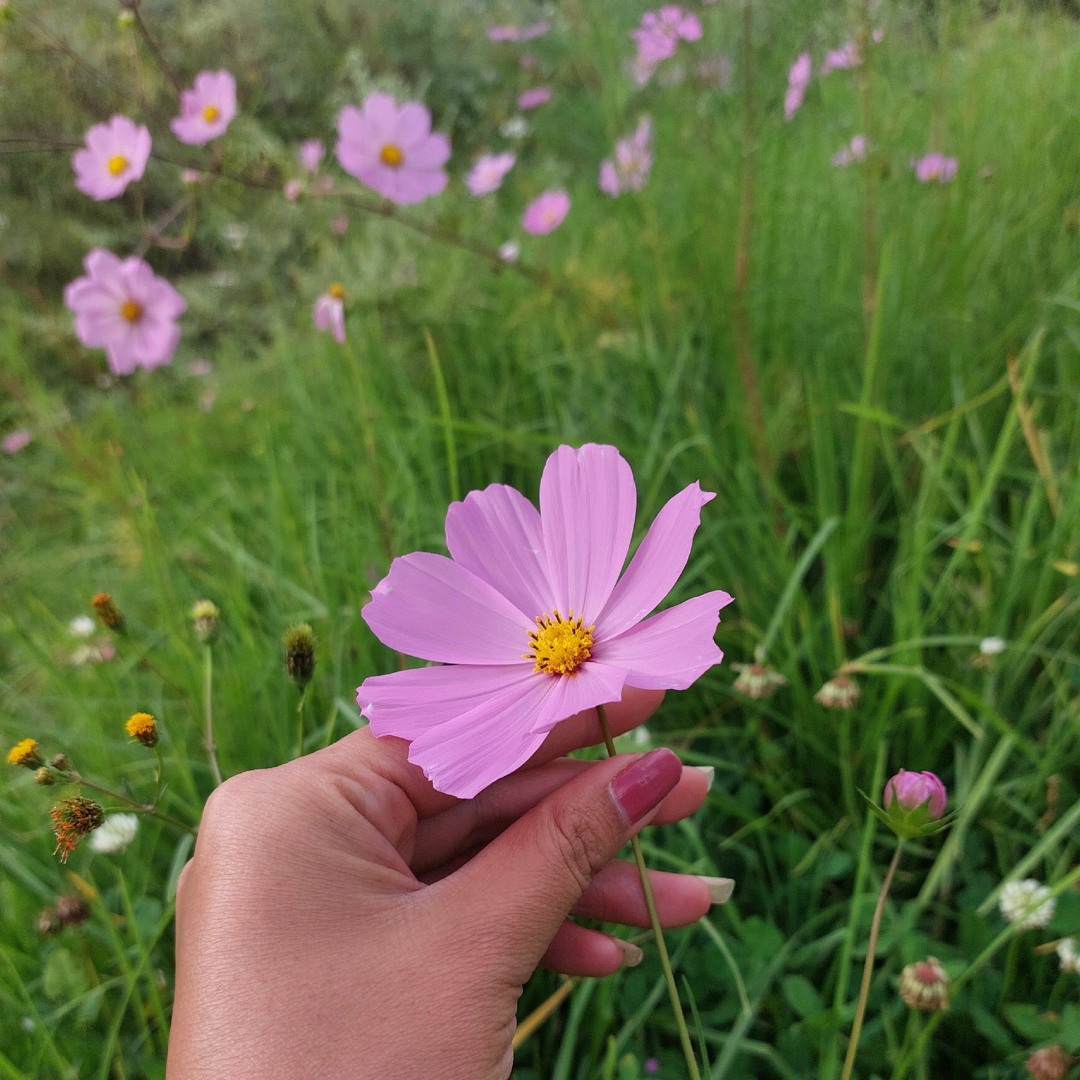 Stream HAPPY FOR YOU - JAMTSHO PHAKHA - Rigsel Wangchuk.mp3 by Kencho Zangmo | Listen online for ...