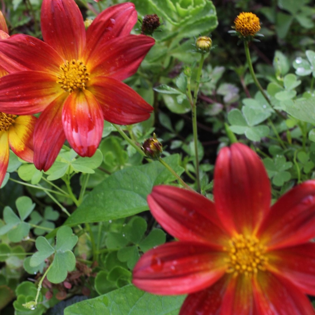 Stream Structural Mind Engine - Mainiakewl (remastered 2024) by Pentatrax MT projects | Listen ...