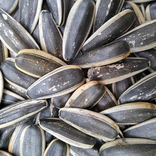 Stream Mysterious Chinese Seed Packets Sent to Local Residents by KMUD ...