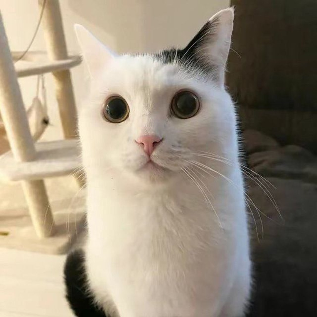 Stream Popipo Hardstyle — Hatsune Miku (slowed + Reverb) by DJ NewGen ...