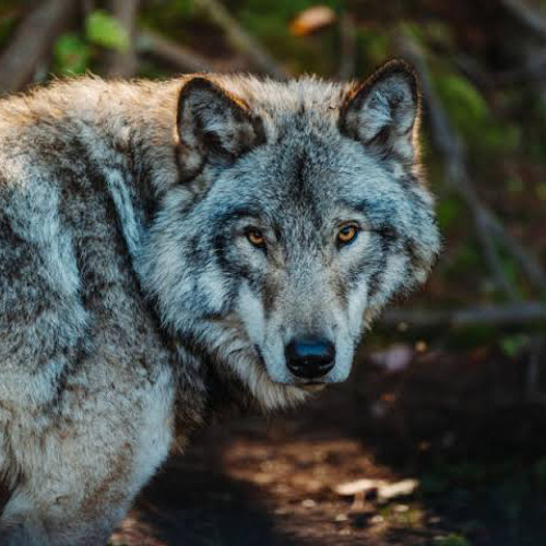 Stream RDR2 - Deer Wolf Dream Music (Full) [TubeRipper.com].m4a by User ...