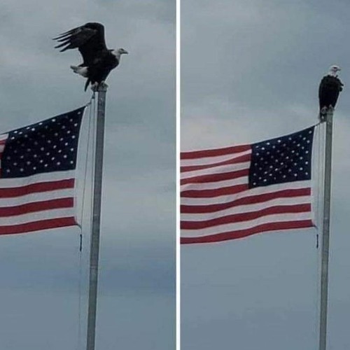 Stream God Bless The USA Again by Ronnie Hester Music | Listen online ...