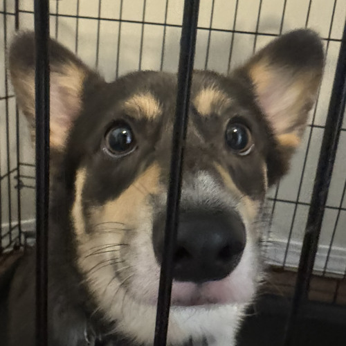 Stream summa lumma dooma lumma by ProdMurch | Listen online for free on ...