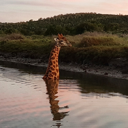 Stream the muppet (a swimming giraffe) by Enrico | Listen online for ...