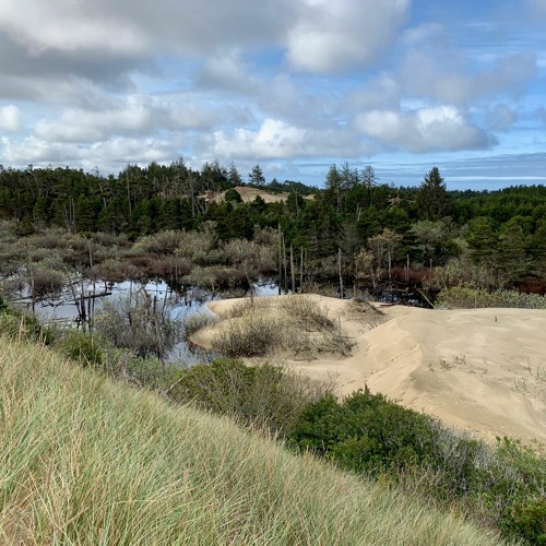 Stream A Naturalist's Guide to Coastal Dune Forests & Wetlands with Dr ...