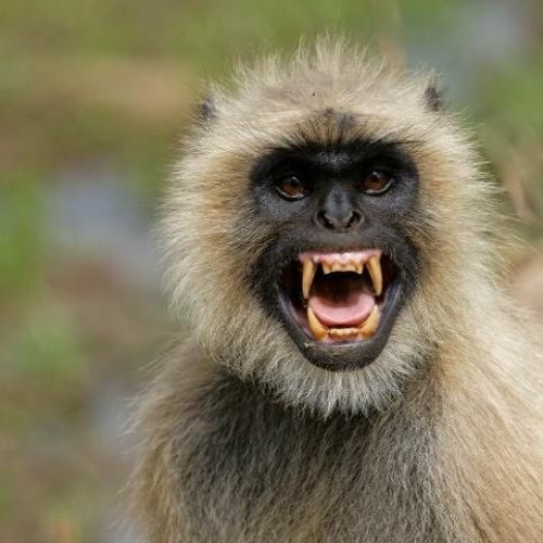 Stream Monkey I.D by 𝗦𝗸𝘆𝗭𝗲𝗻 𝗦𝘁𝘆𝗹𝗲𝘀 | Listen online for free on SoundCloud