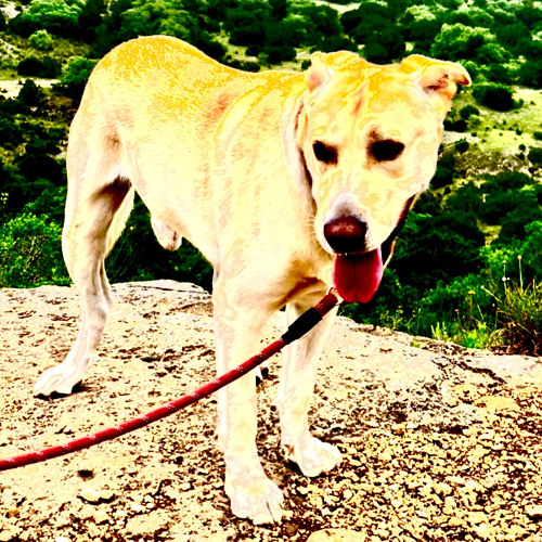 Stream Samson And The Girl In the Shark Dress, By Philip Casso 06102020 ...