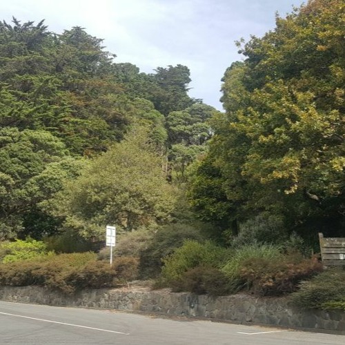 Stream episode Cicadas on Mt Victoria, day 5 of the NZ COVID-19 ...