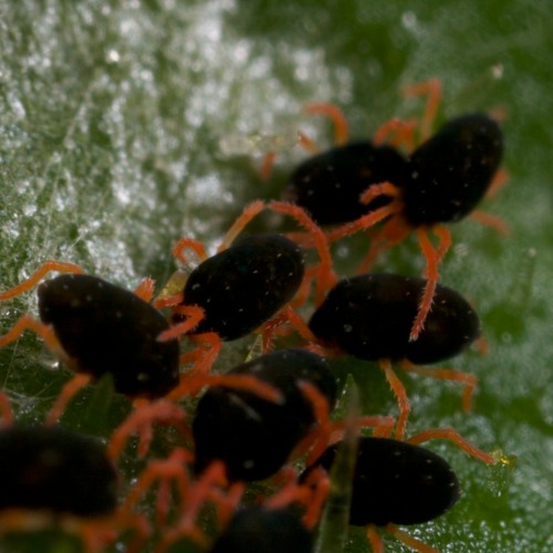 Stream episode Redlegged earth mite hatch timing tool with Dr James ...