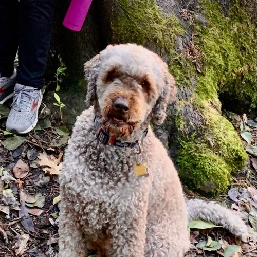 Stream My Good Buddy Zeke (Written and Produced by D. Campos and M ...