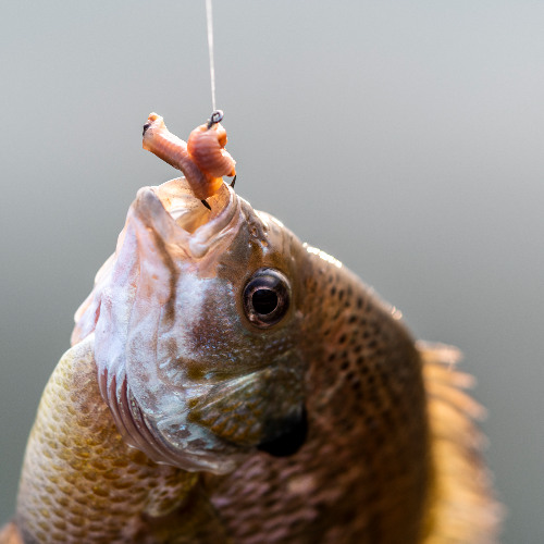 Stream episode Panhandle Afield: Nightcrawlers by Justin Haag podcast ...