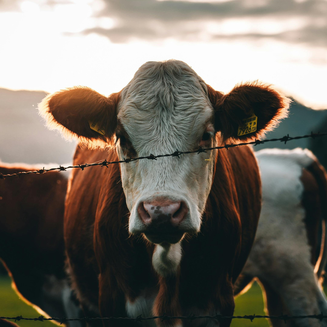 Stream 100 METHODS - The Whole Cow by 100 Methods | Listen online for ...