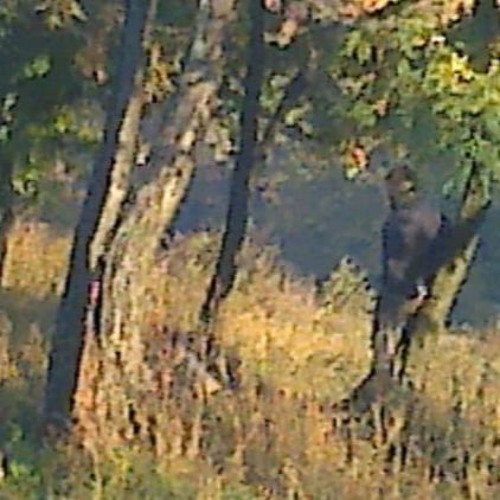 Stream Organism Creation / Start Up Cells by Faust Ghost | Listen ...