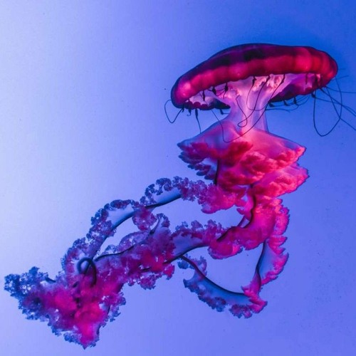 Stream MeDuse Noir - Feeling (set) by MeDuse Noir | Listen online for ...