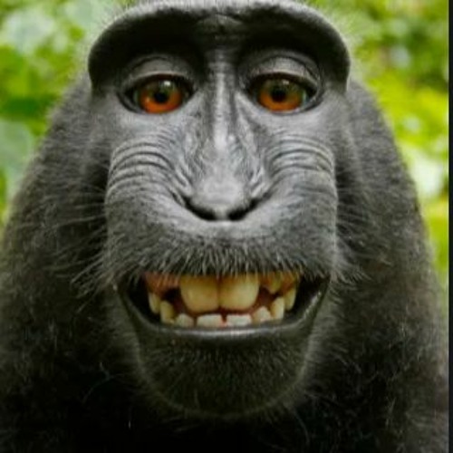 Stream Epic monkey jam by Lil soybean | Listen online for free on SoundCloud