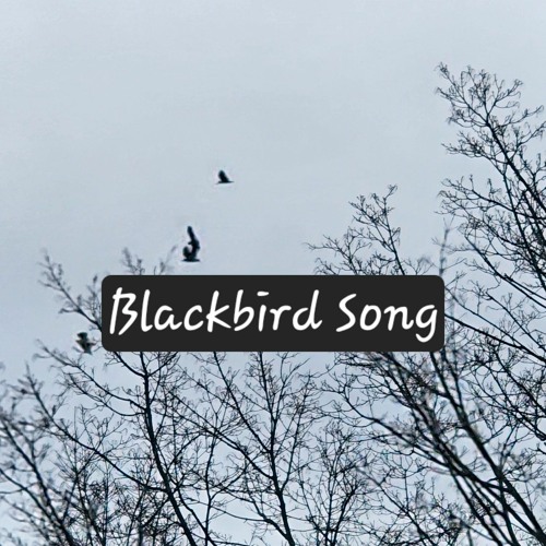 Stream Blackbird Song Cover by Jenni Cary | Listen online for free on ...