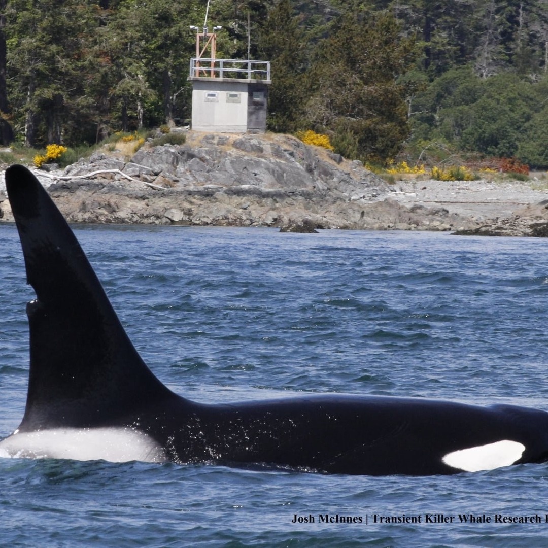 Stream episode Killer Whales of the Pacific Northwest Coast with Josh ...