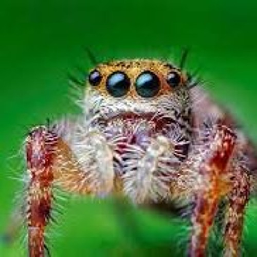 Stream episode Birding With Al Batt On 10 - 01 - 2024 by The Maverick ...