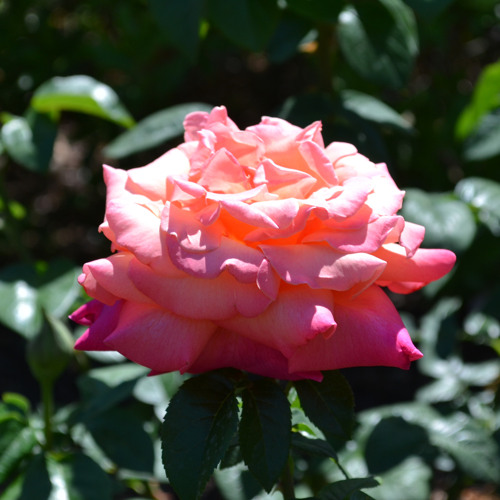 Stream Story Teller by Lilly Nu Nimgil | Listen online for free on ...