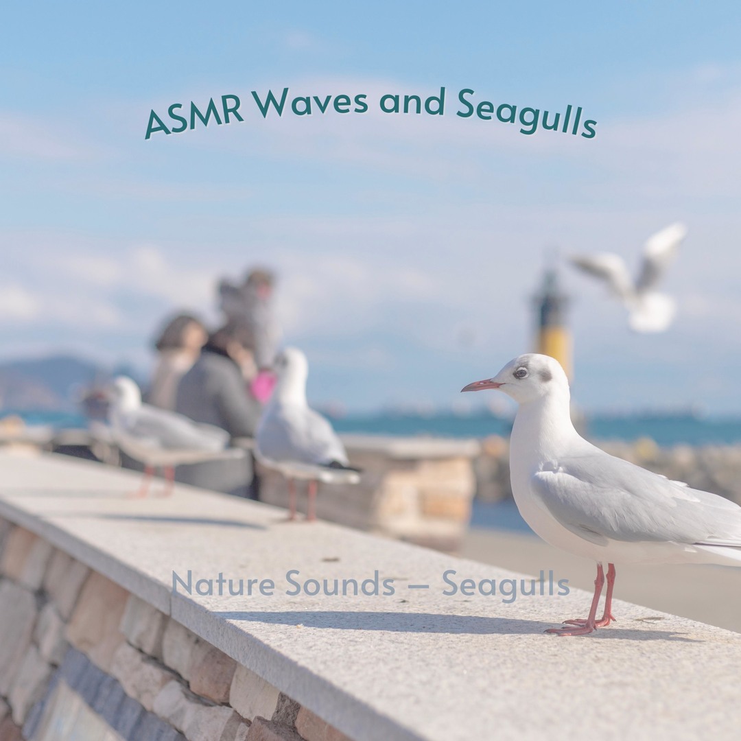 Stream Quiet Ocean Rumble by ASMR Waves and Seagulls | Listen online ...
