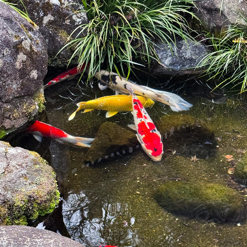 Listen to music albums featuring HATTORI @ RUBY ROOM SHIBUYA AFTERS ...