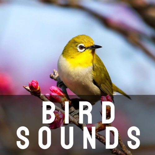 Stream Spring Birds Sounds by Bird Sounds | Listen online for free on ...