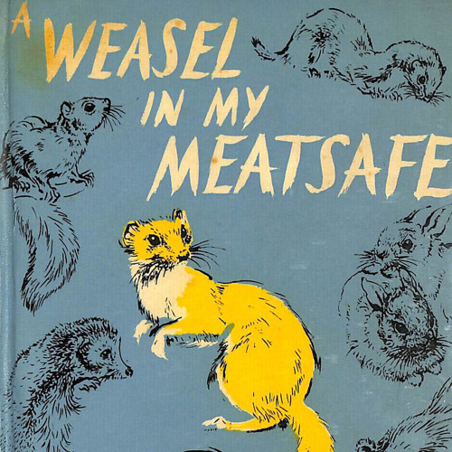 Stream Weasel in my Meat Safe by Staincross | Listen online for free on ...