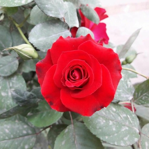 Stream Maine Tera Naam Dil Rakh Diya- (full song) by Irum Urooj ...