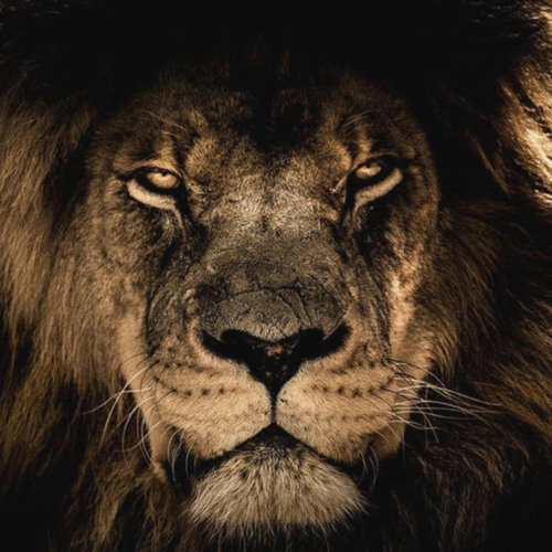 Stream LION by MAX Hilli | Listen online for free on SoundCloud