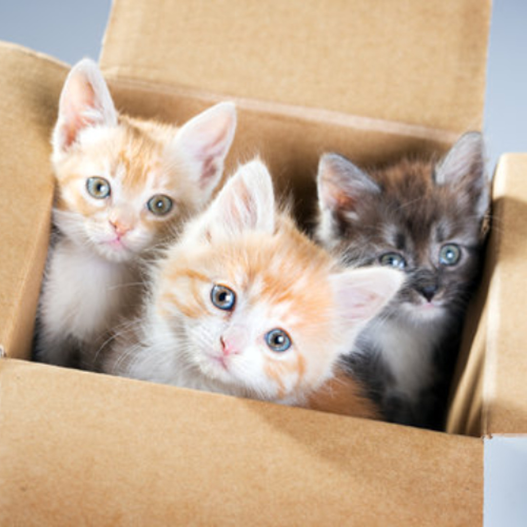 Stream nutty drawls by velpy | Listen online for free on SoundCloud