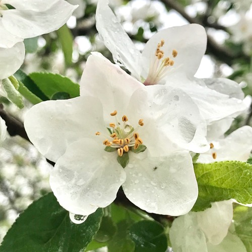 Stream Temple Of The Infinite (excerpts) by MudrostAlmine | Listen ...